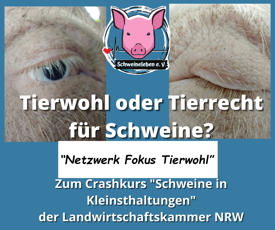 Tierwohl oder Tierrecht für Schweine? - Schweineleben.de