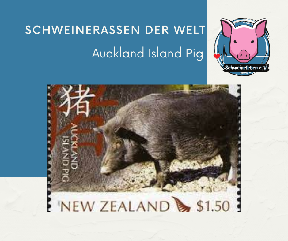 Schweinerassen der Welt - Auckland Island Pig - Schweineleben.de